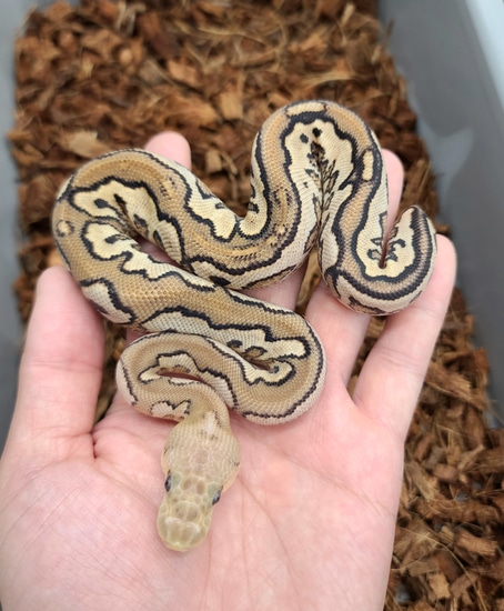 Cinny Cypress Yb Clown Ball Python by Bobs Balls
