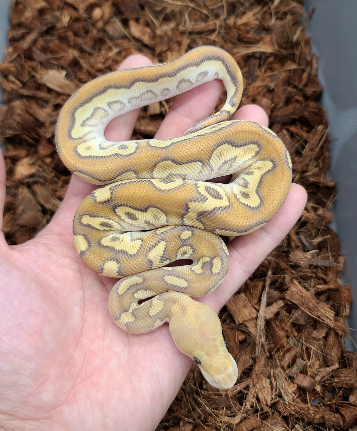 Cypress Mojave Fire Clown Ball Python by Bobs Balls - MorphMarket