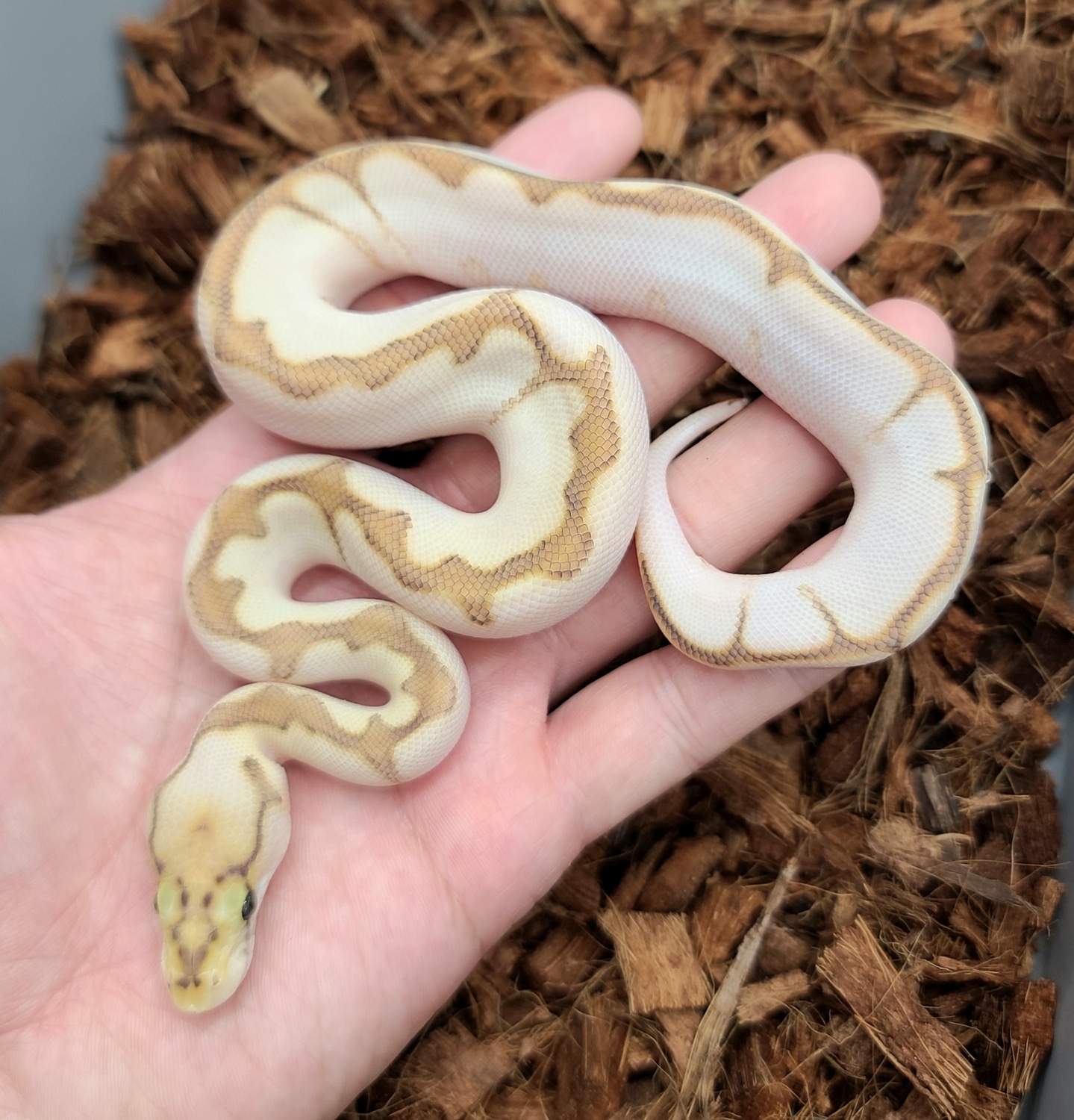 Lesser Calico Spider Clown Ball Python by Bobs Balls - MorphMarket