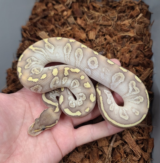 Mystic Special Ball Python by Bobs Balls