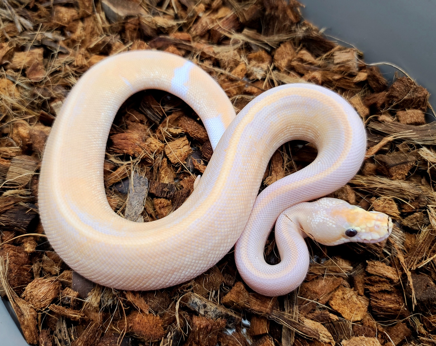 Banana Cinny Champagne Redstripe Ball Python by Bobs Balls - MorphMarket