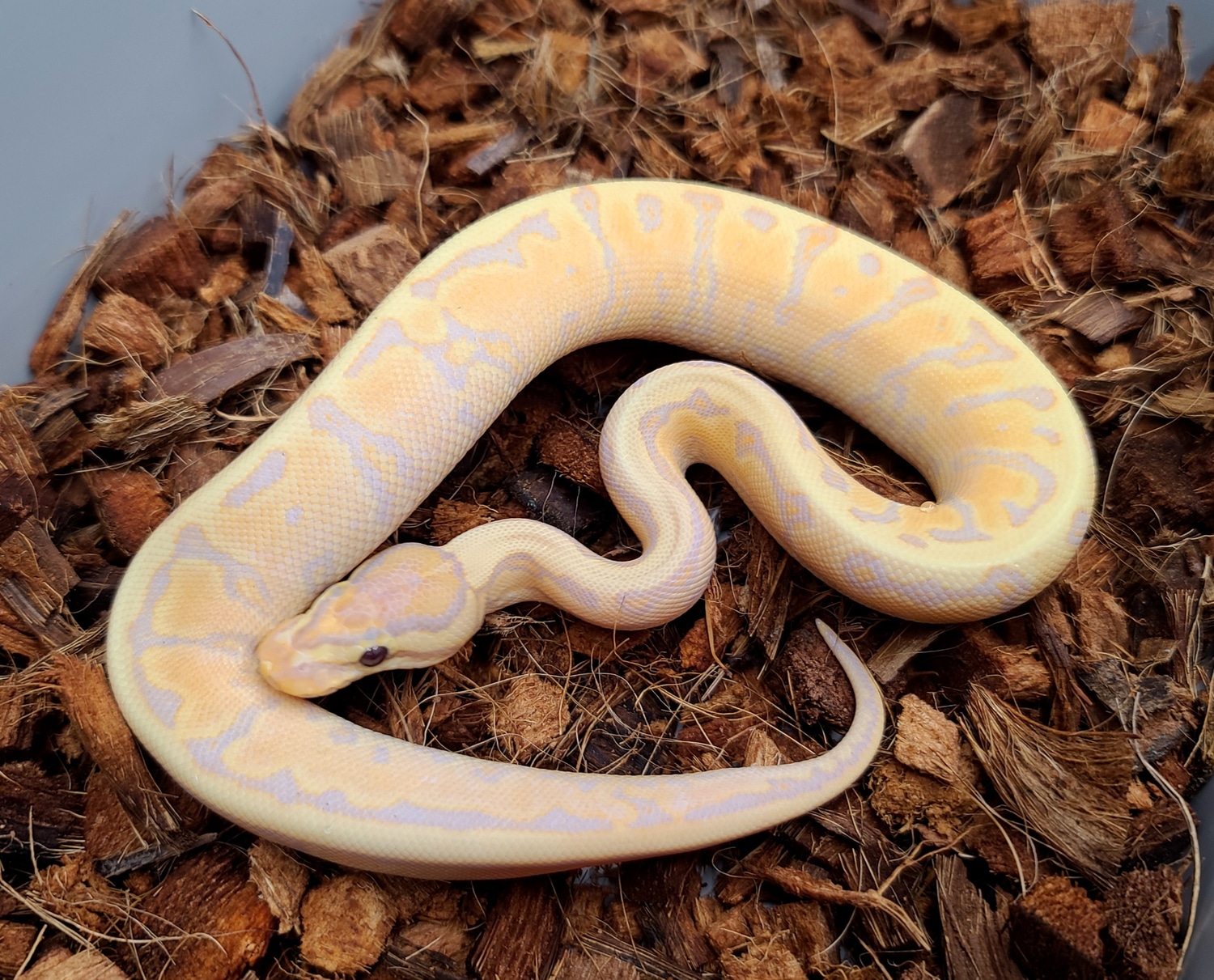 Banana Enchi Pin Yb Calico Ball Python by Bobs Balls - MorphMarket