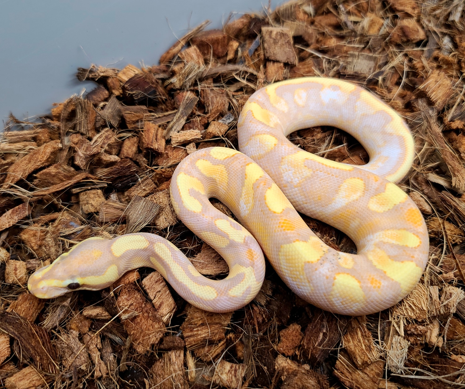 Banana Enchi Yb Calico Ball Python by Bobs Balls - MorphMarket