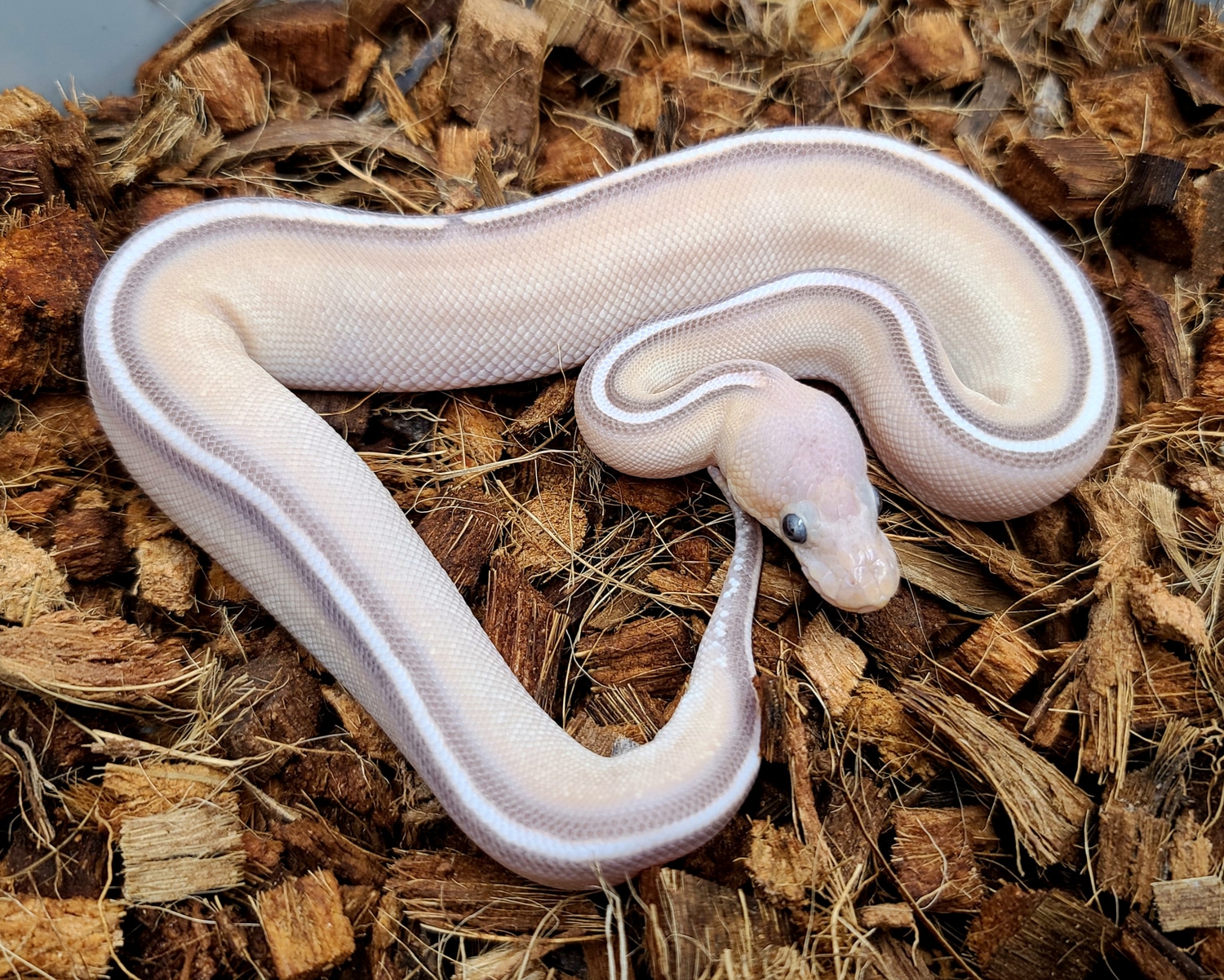 Banana Lesser Black Pastel Suma Ball Python by Bobs Balls - MorphMarket