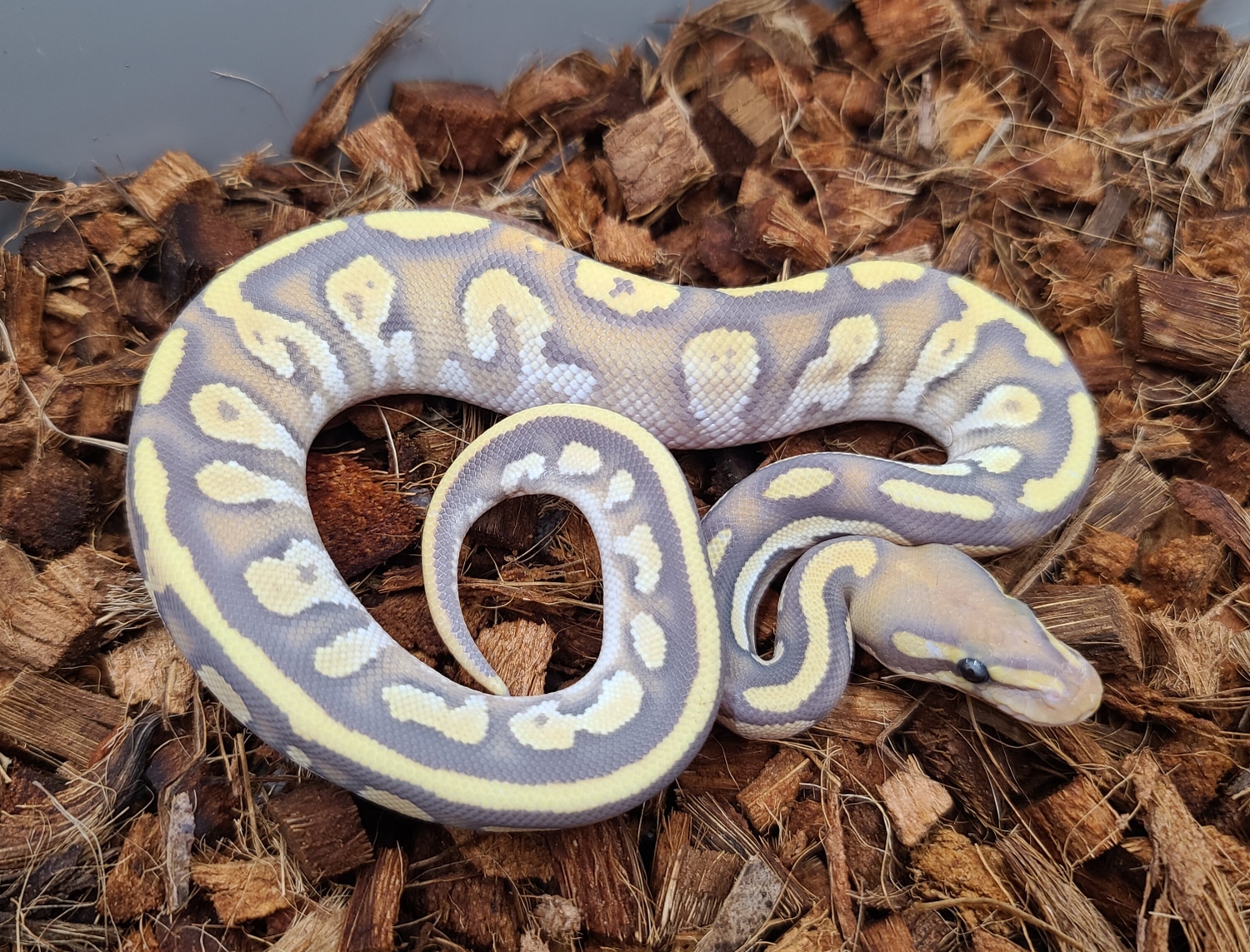 Od Mojave Fire Hypo Ball Python by Bobs Balls - MorphMarket