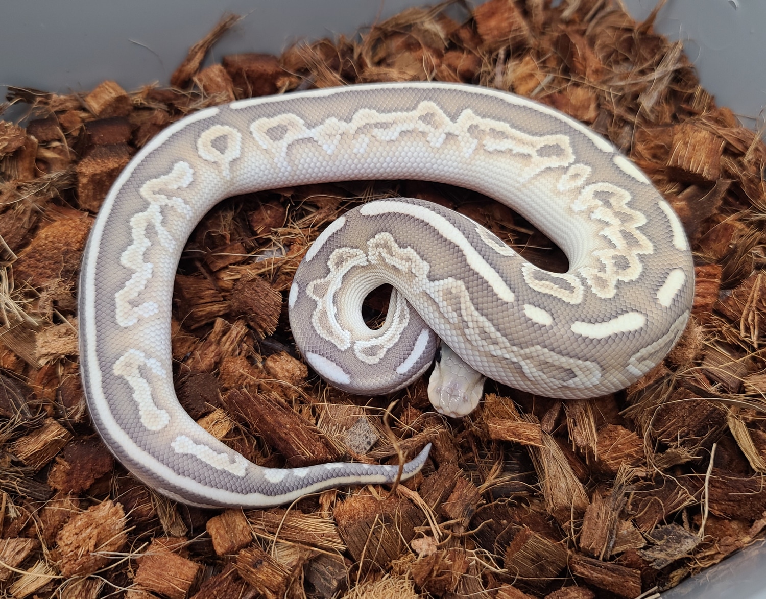 Black Pastel Butter Hypo Ball Python by Bobs Balls - MorphMarket