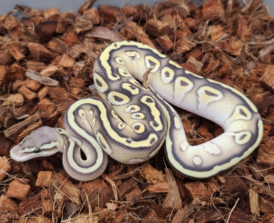 Pastel Lesser Cypress Het Hypo Ball Python by Bobs Balls