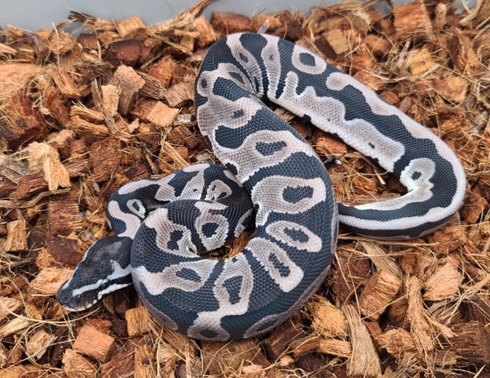 Leopard Vpi Axanthic 66% Ph Pied Ball Python by Bobs Balls