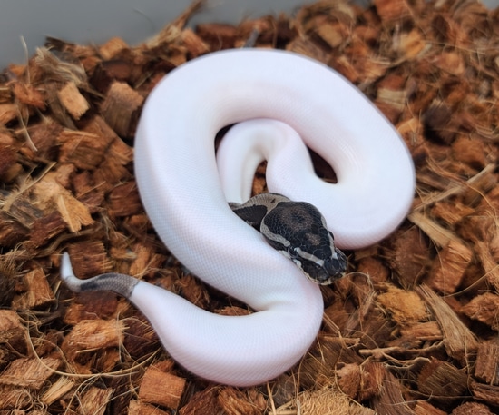 Leopard Vpi Axanthic Pied Ball Python by Bobs Balls