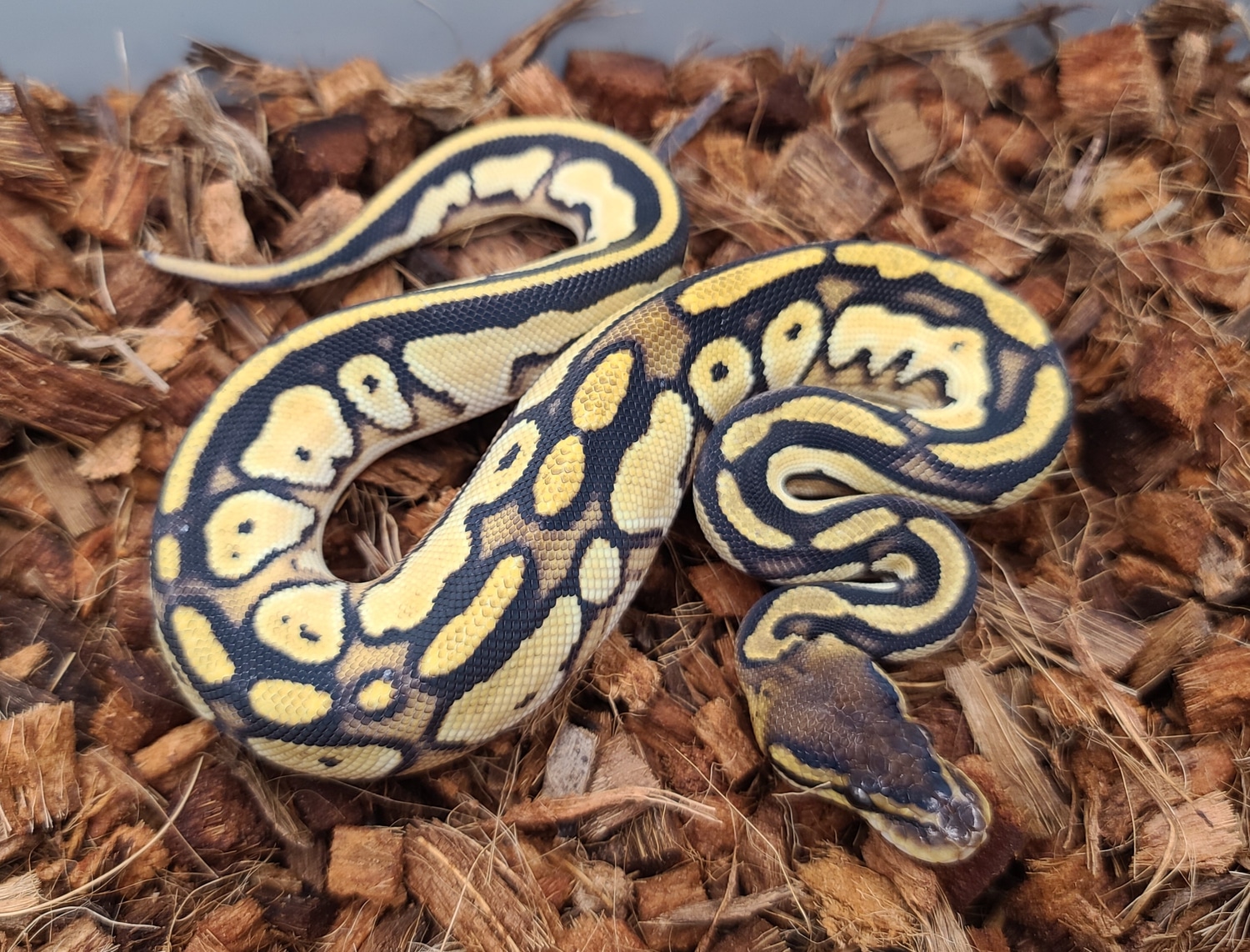 Super Od Bongo Ball Python by Bobs Balls - MorphMarket