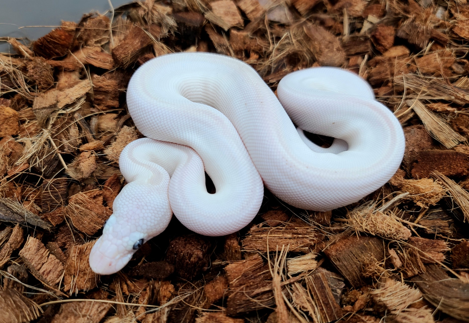Mojave Russo Ball Python by Bobs Balls - MorphMarket