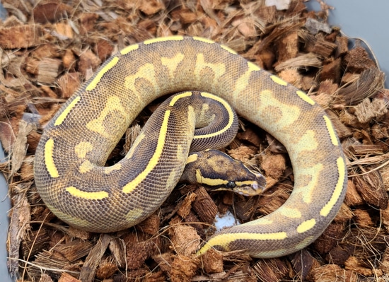 Enchi Freeway Ball Python by Bobs Balls