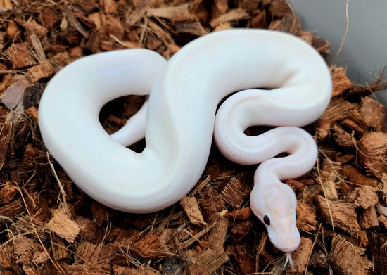 Banana Ivory Ball Python by Bobs Balls