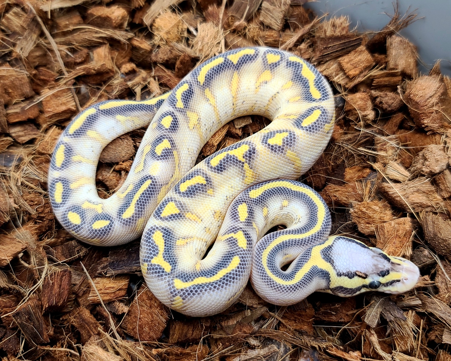 Pastel Super Gravel Ball Python by Bobs Balls - MorphMarket