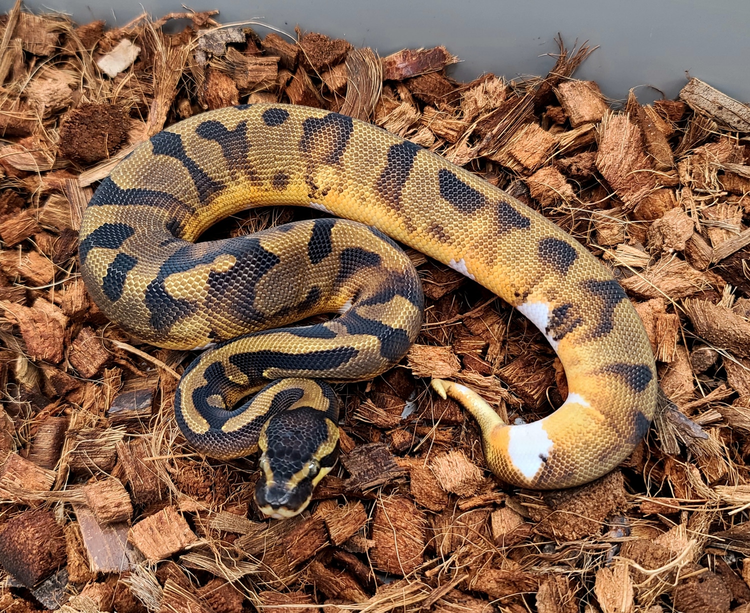 Enchi Blackhead Pied Ball Python by Bobs Balls - MorphMarket