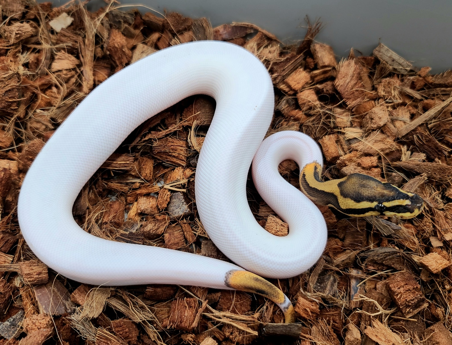 Leopard Vanilla Pied Ball Python by Bobs Balls - MorphMarket