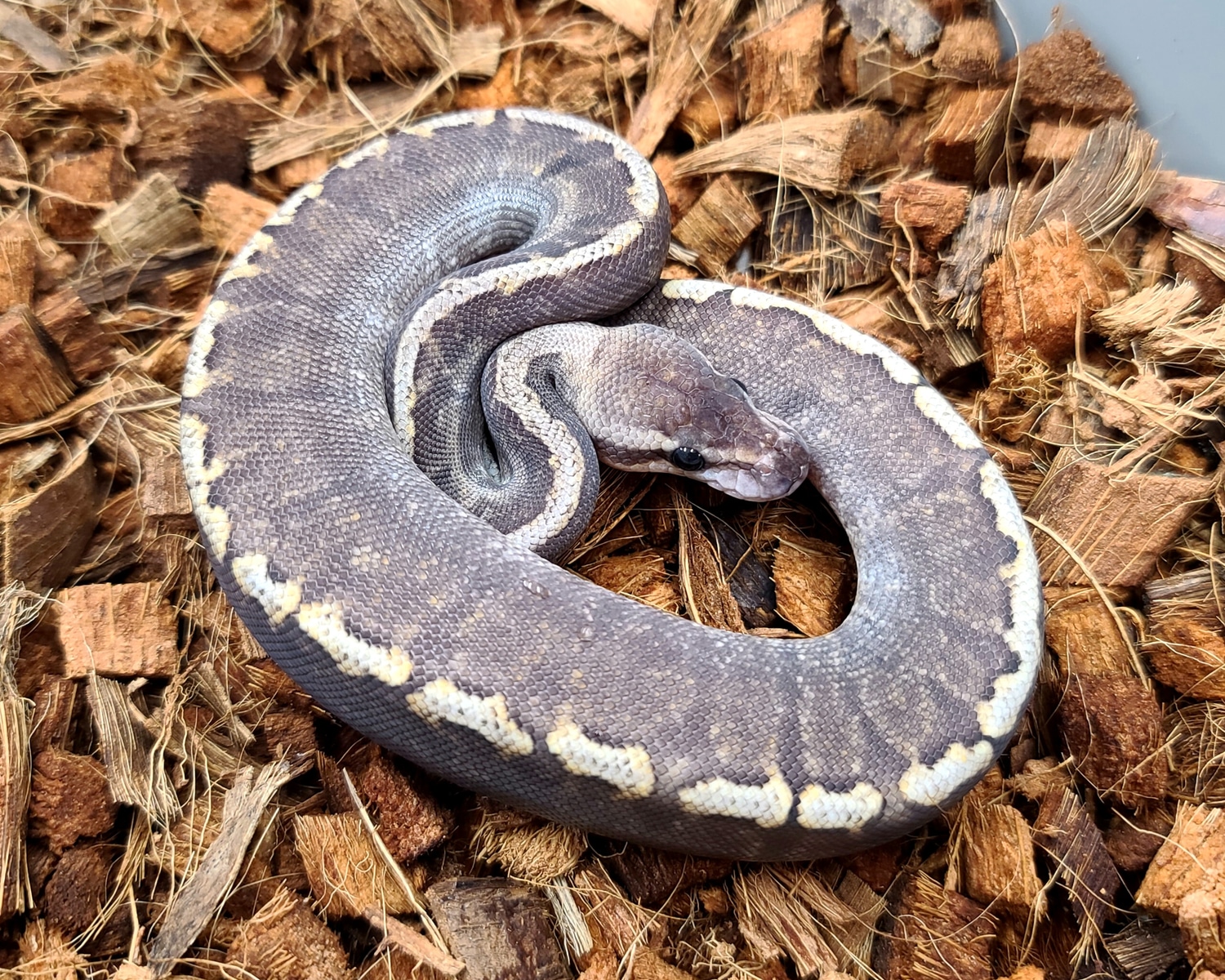 Super Ghi Mojave Pin Ball Python by Bobs Balls - MorphMarket