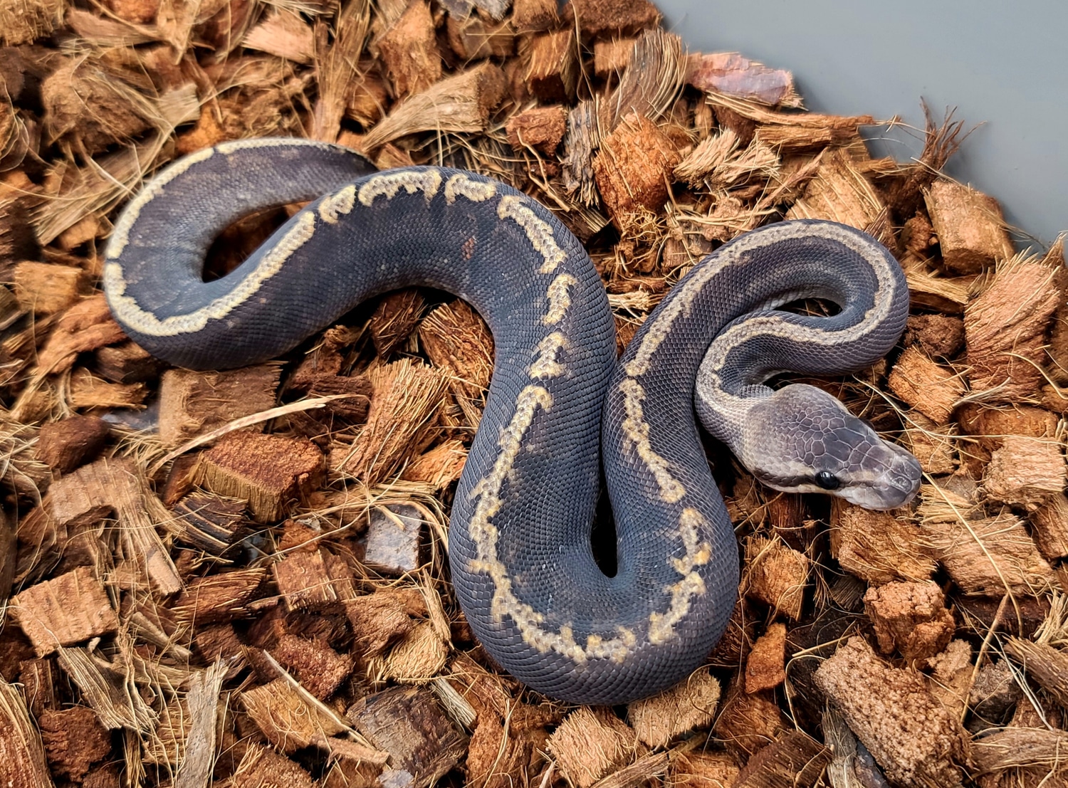 Super Ghi Mojave Ball Python by Bobs Balls - MorphMarket