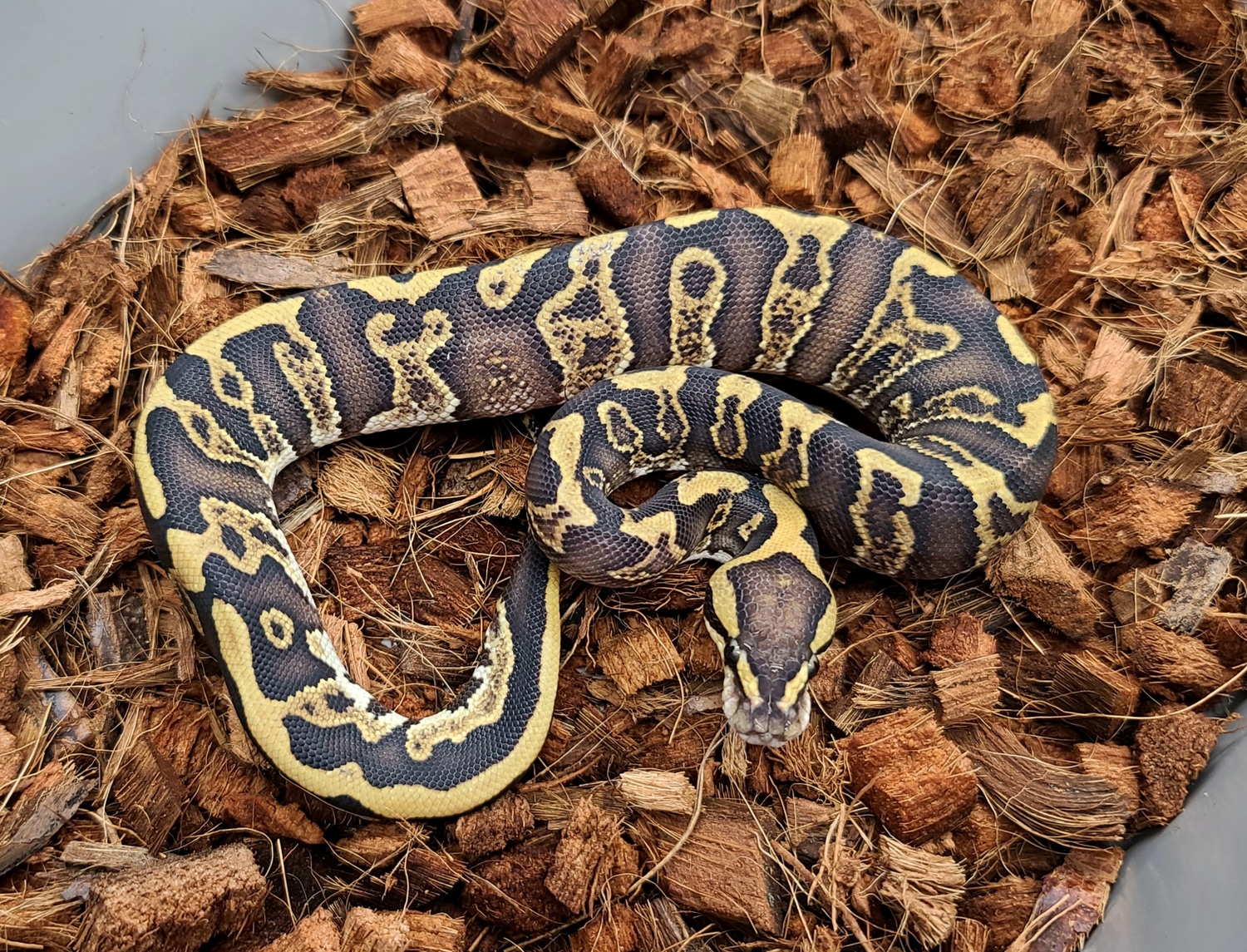 Ghi Leopard Fire Chocolate Ball Python by Bobs Balls - MorphMarket