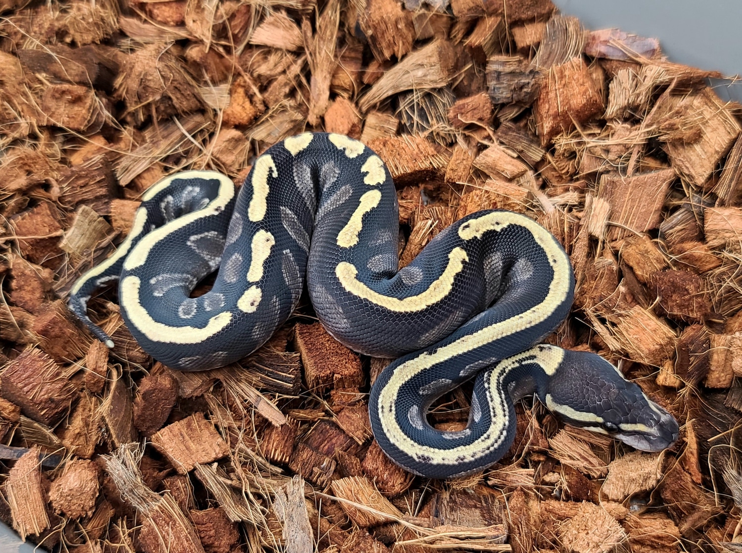 Ghi Mojave Ball Python by Bobs Balls - MorphMarket
