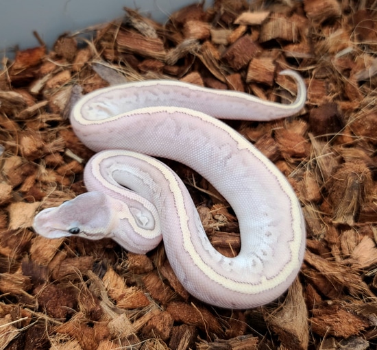 Super Mystic Nanny Pinstripe Ball Python by Bobs Balls