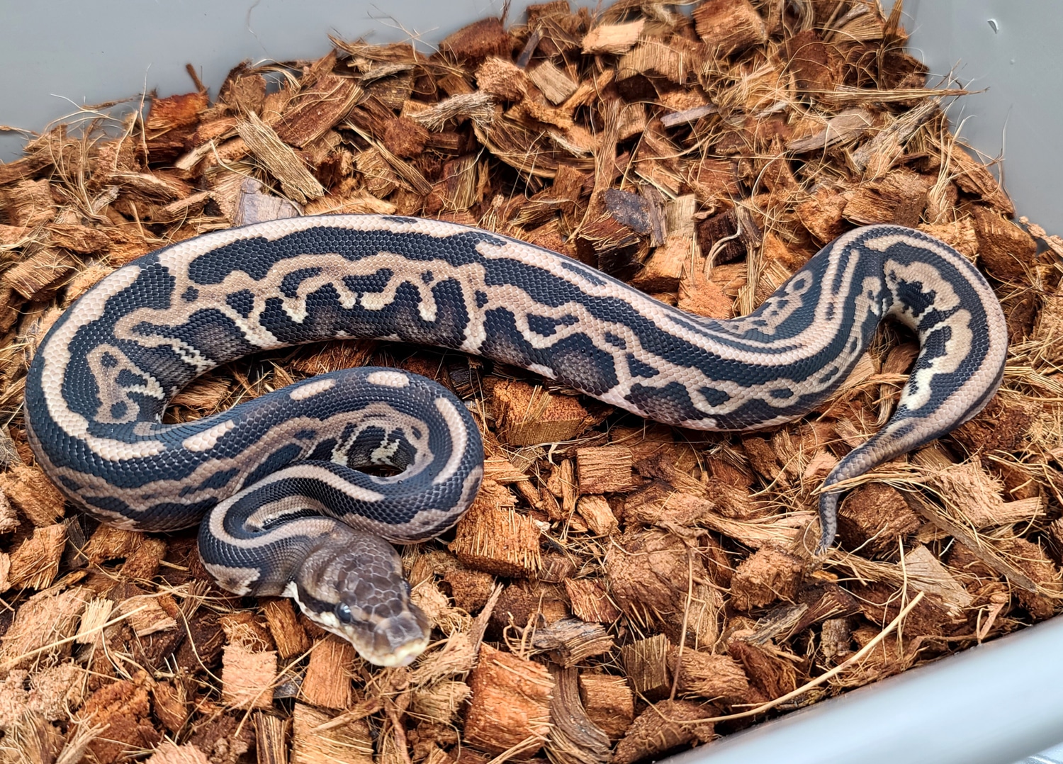 Leopard Black Pastel Spotnose Lace Ball Python by Bobs Balls - MorphMarket