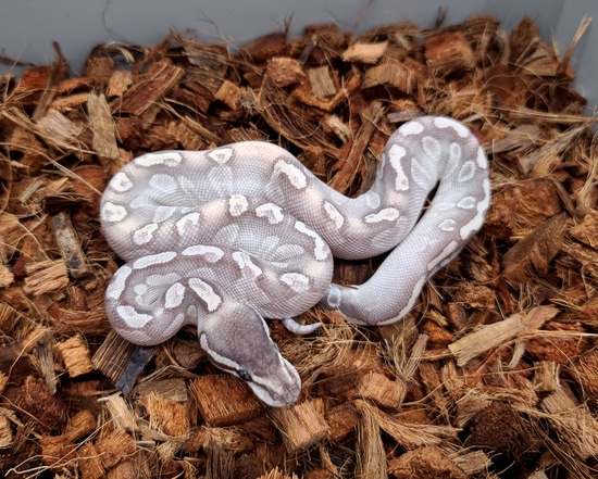 Ghi Mystic Special Ball Python by Bobs Balls
