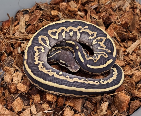 Leopard Mojave Blackhead Ball Python by Bobs Balls