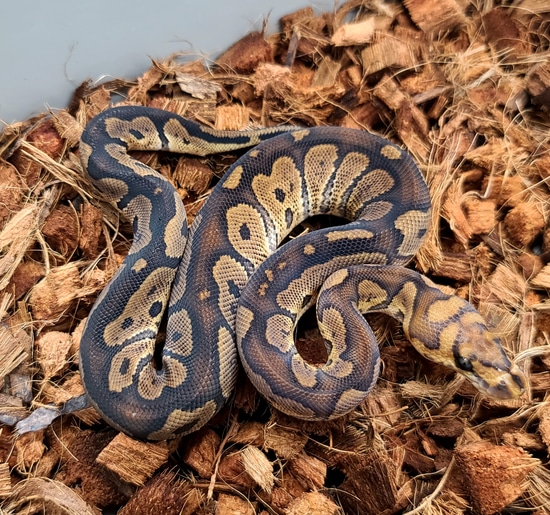 Sable Clown Ball Python by Bobs Balls