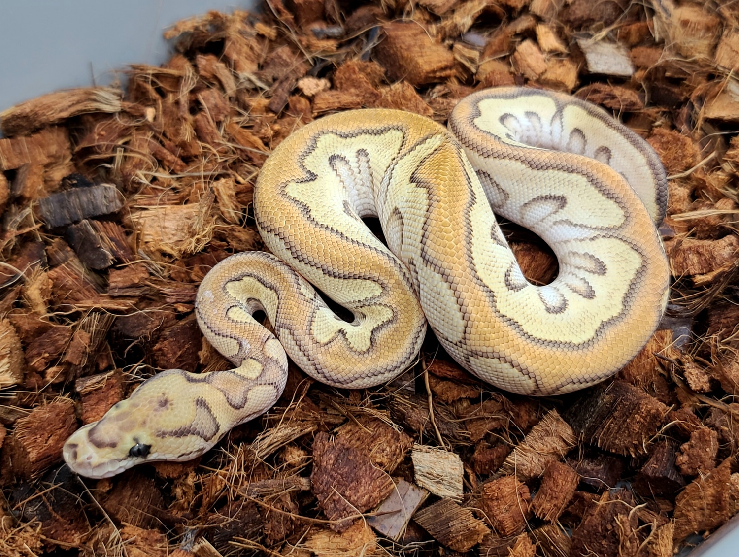 Enchi Mojave Cypress Fire Clown Ball Python by Bobs Balls - MorphMarket