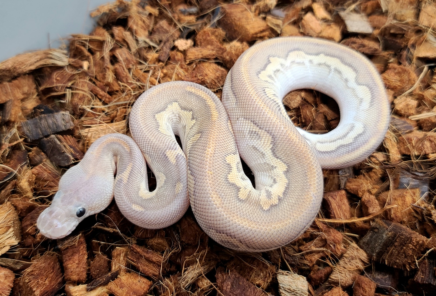 Cinny Mojave Cypress Clown Ball Python by Bobs Balls - MorphMarket