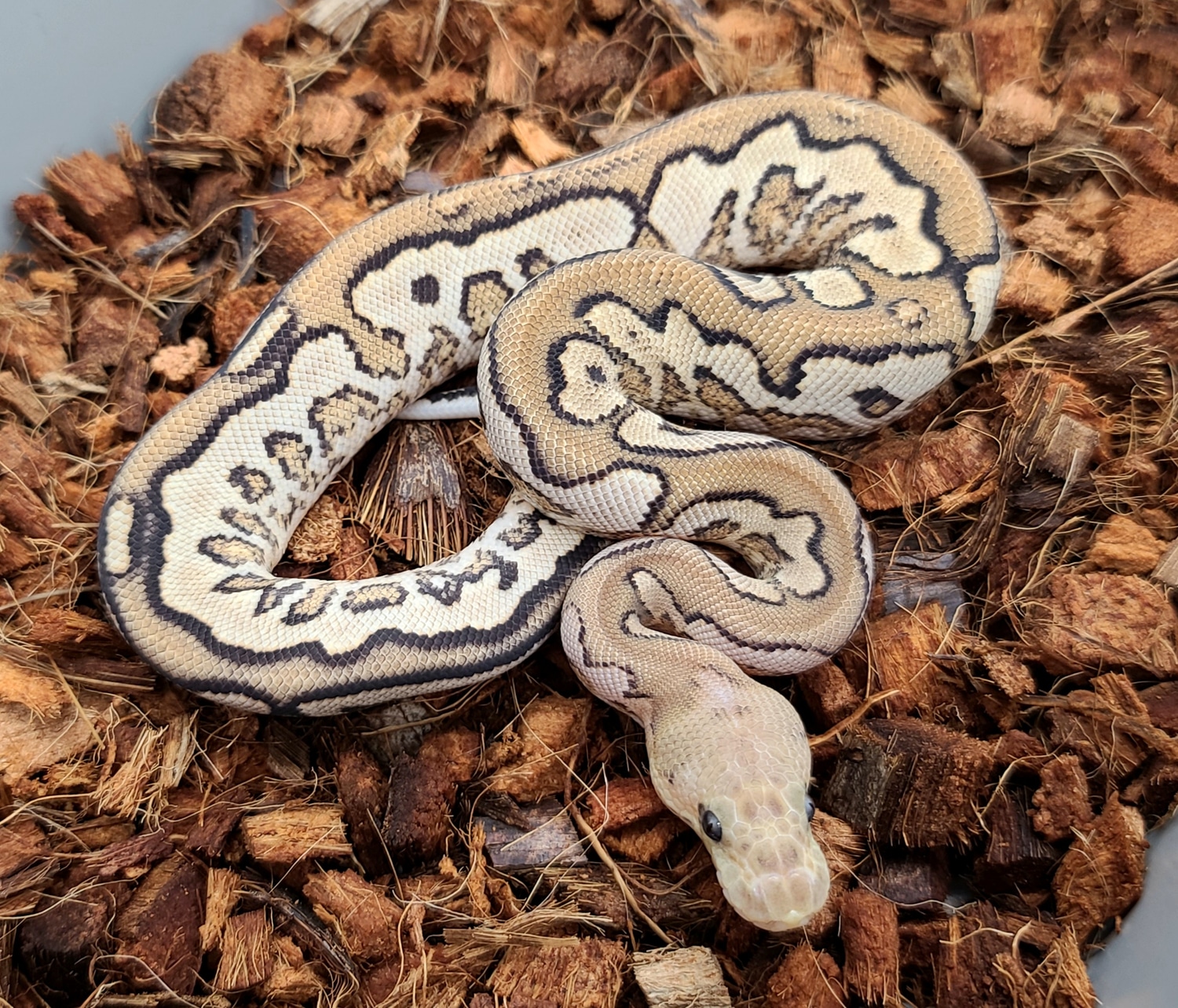 Cinny Cypress Yb Clown Ball Python by Bobs Balls - MorphMarket