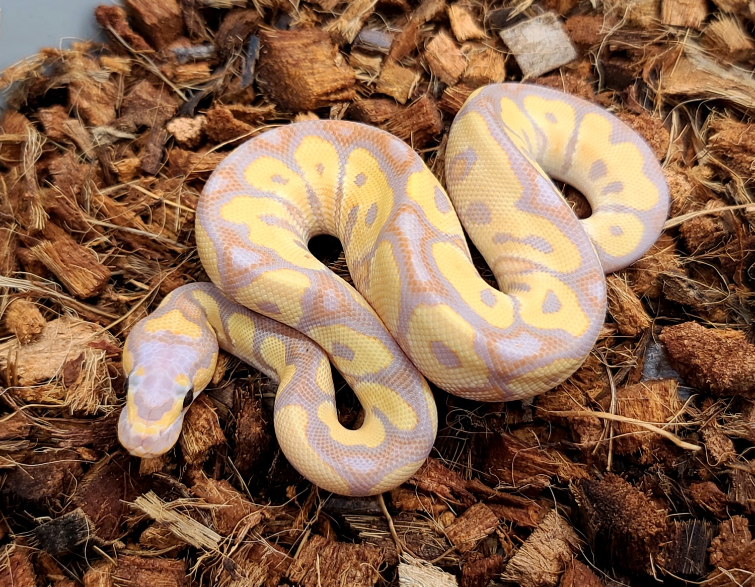 Banana Clown Ball Python by Bobs Balls - MorphMarket