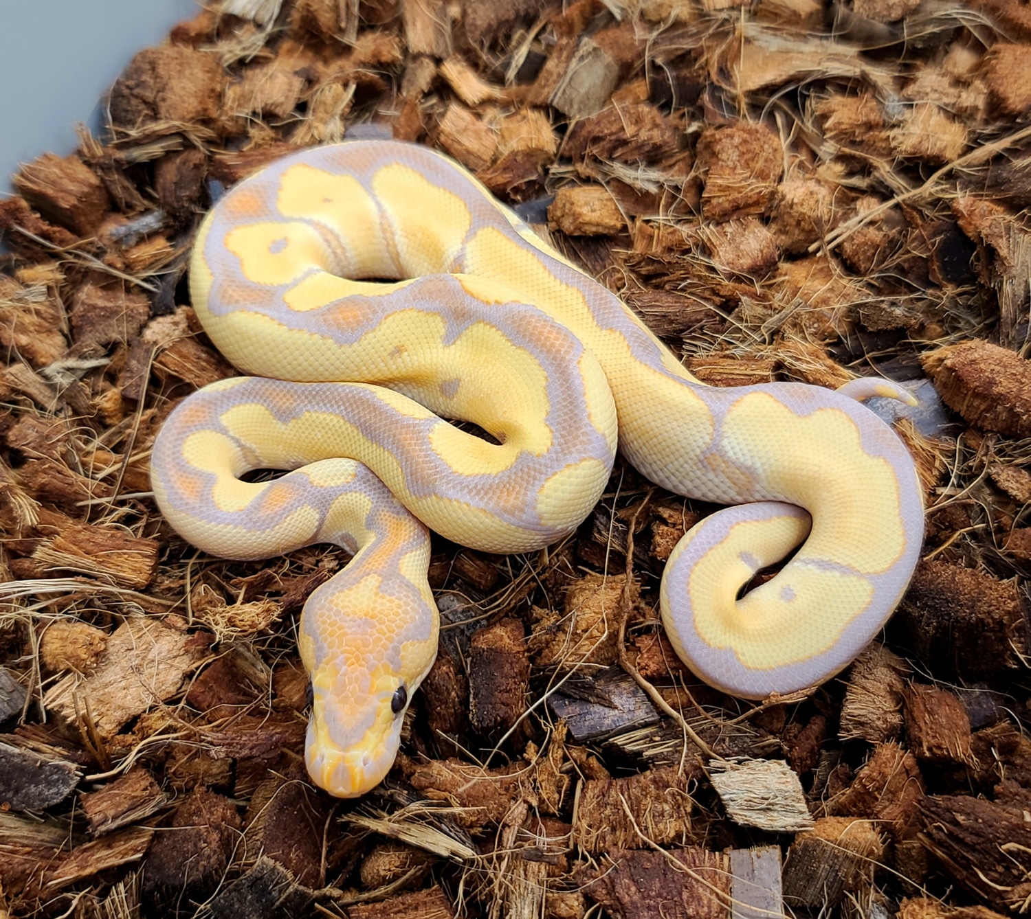 Banana Enchi Clown Ball Python by Bobs Balls - MorphMarket