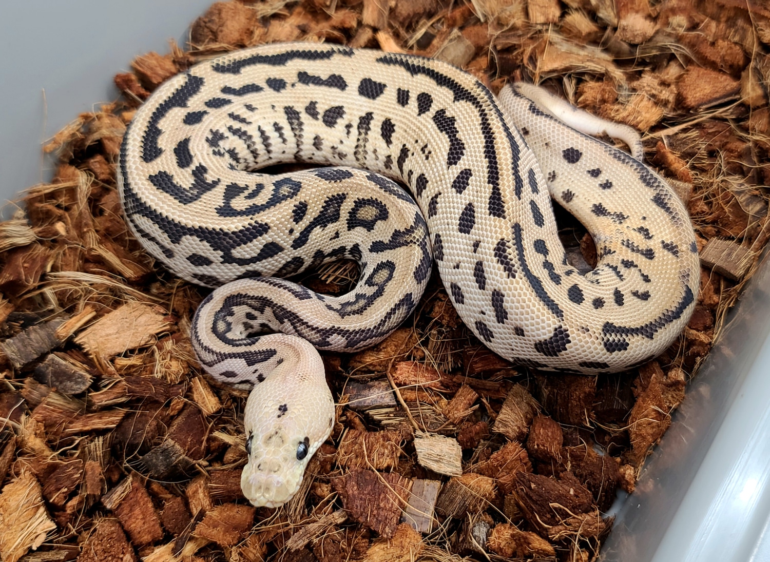 Cinny Fire Batman Ball Python by Bobs Balls - MorphMarket