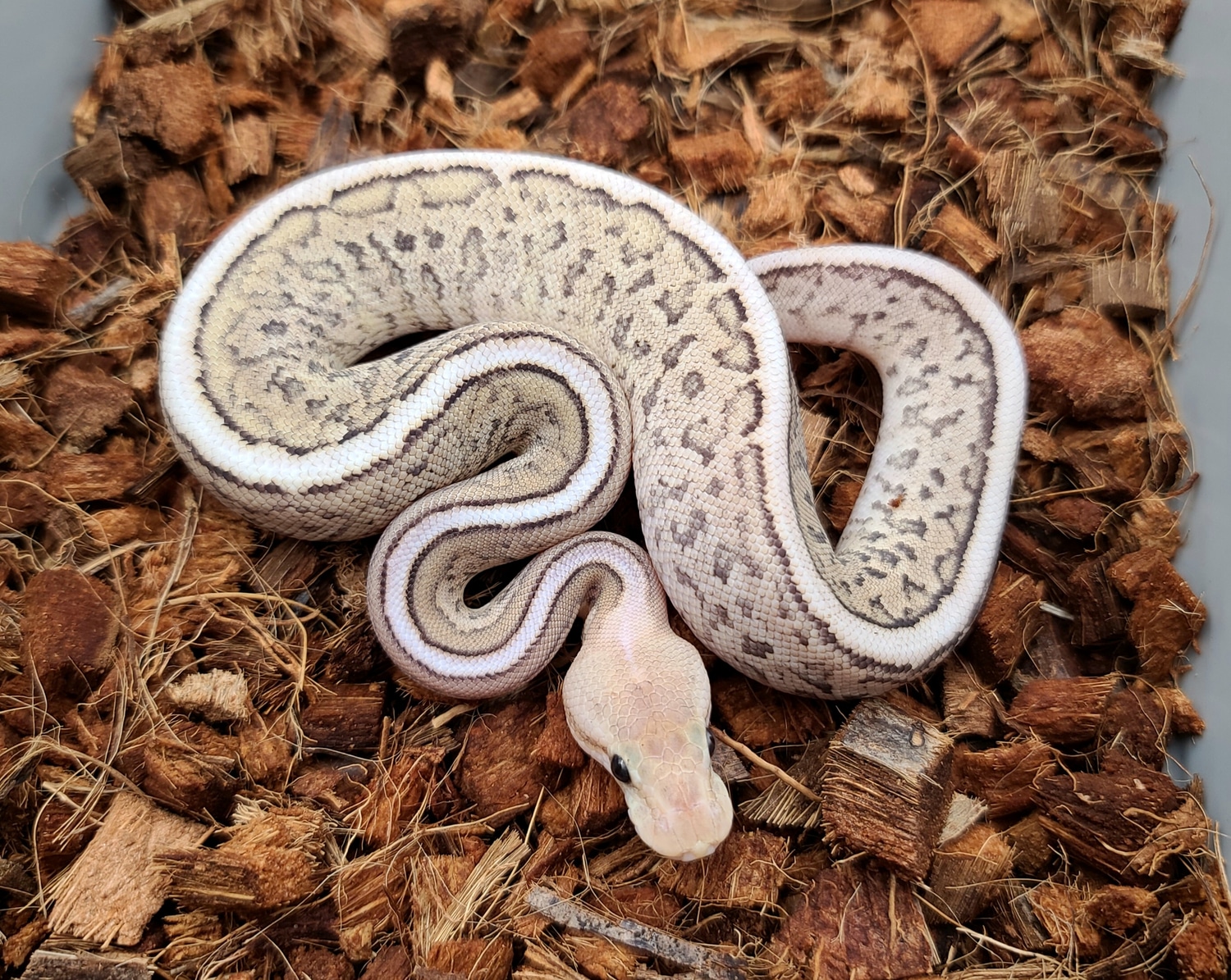 Cypress Spotnose Cinny Pin Yb Chocolate Het Clown Ball Python by Bobs ...