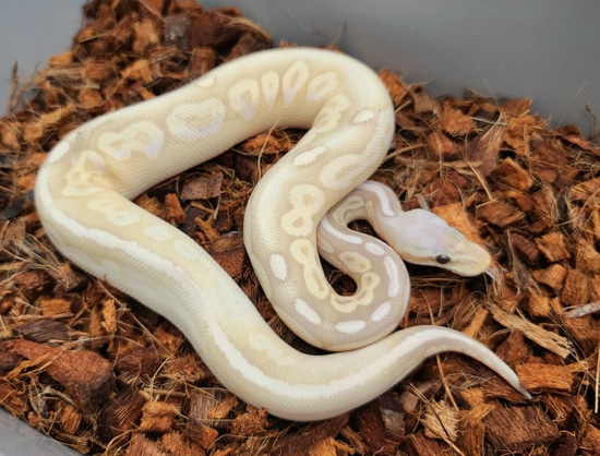 Banana Pewter Calico Ball Python by Bobs Balls