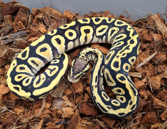 Pastel Cypress Het Hypo Ball Python by Bobs Balls