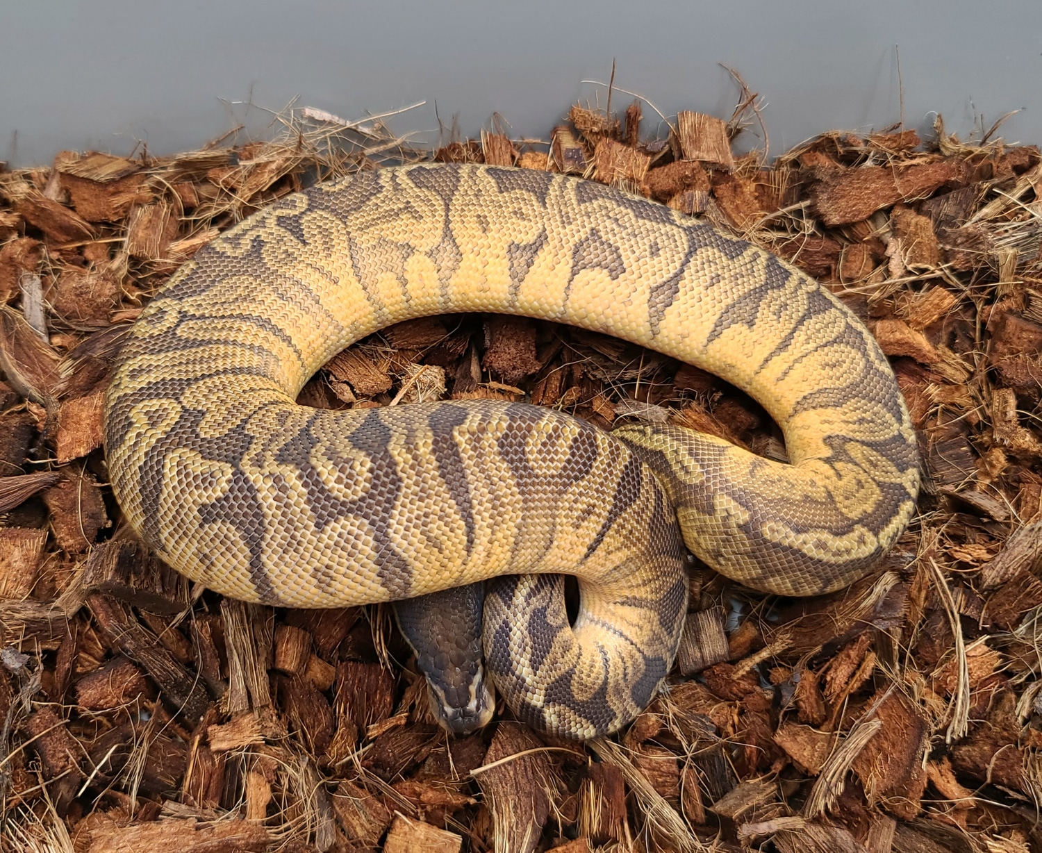 Sunset 66% Ph Hypo Ball Python by Bobs Balls - MorphMarket