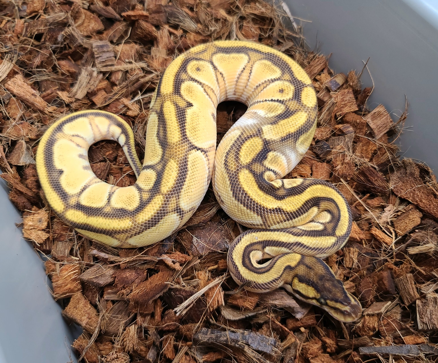 Super Od Bongo Ball Python by Bobs Balls - MorphMarket