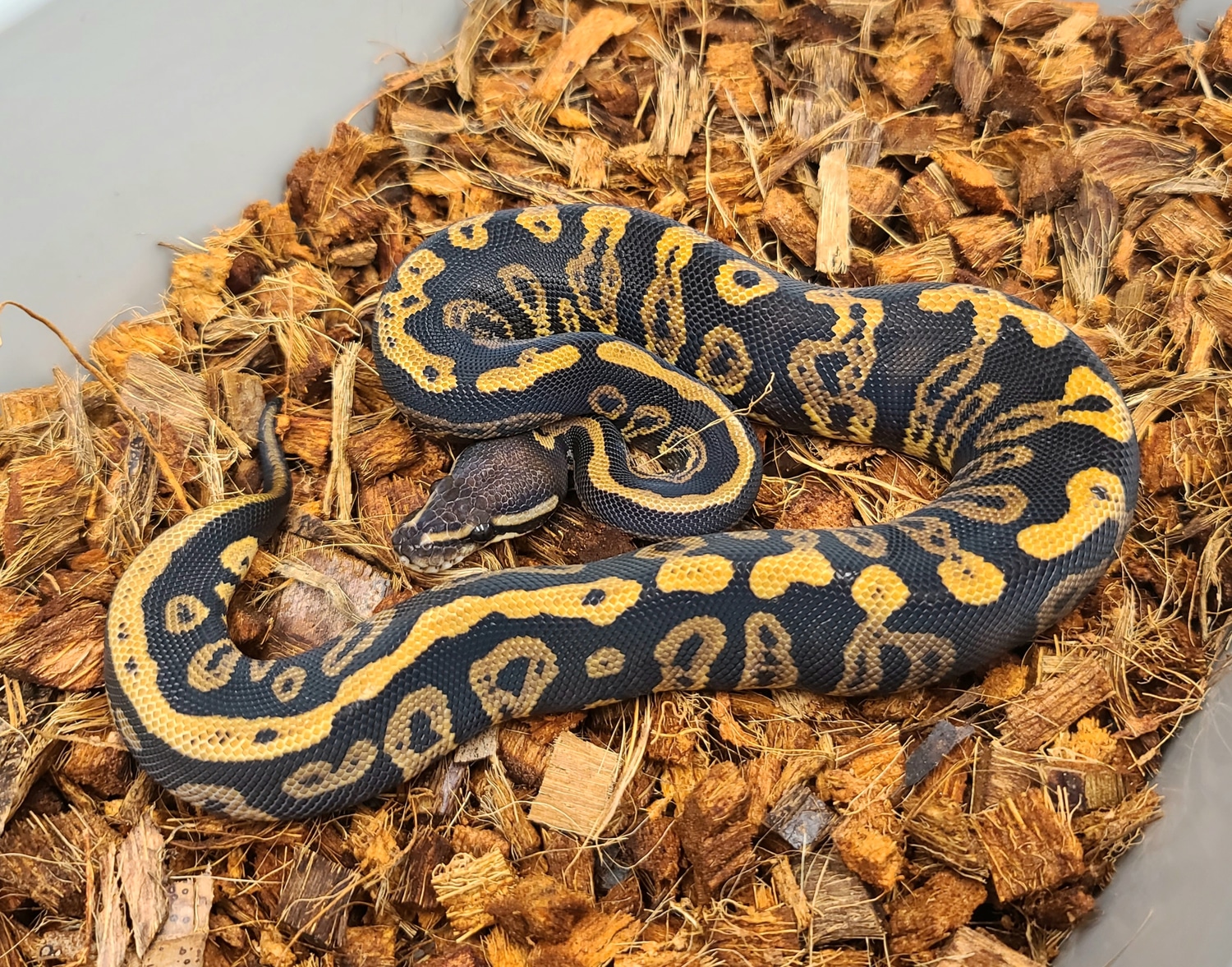 Black Pastel Confusion Ball Python by Bobs Balls - MorphMarket