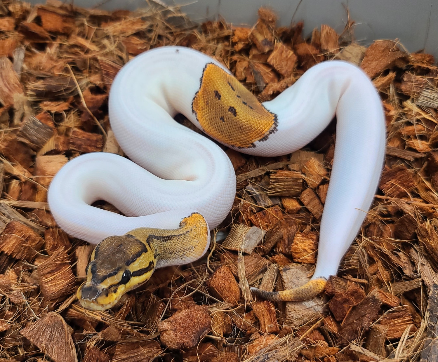 Pinstripe Pied Ball Python by Bobs Balls - MorphMarket