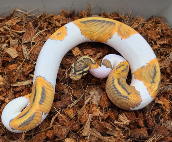Hypo Pied Ball Python by Bobs Balls