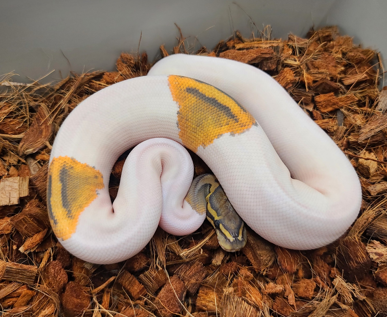 Hypo Pied Ball Python by Bobs Balls - MorphMarket