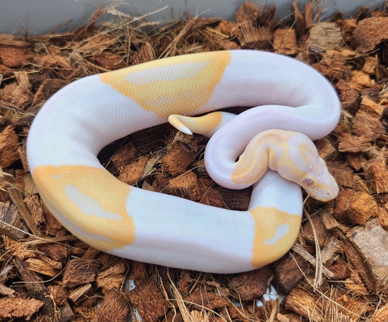 Candino Pied Ball Python by Bobs Balls