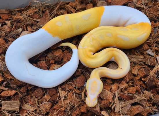 Candino Pied Ball Python by Bobs Balls