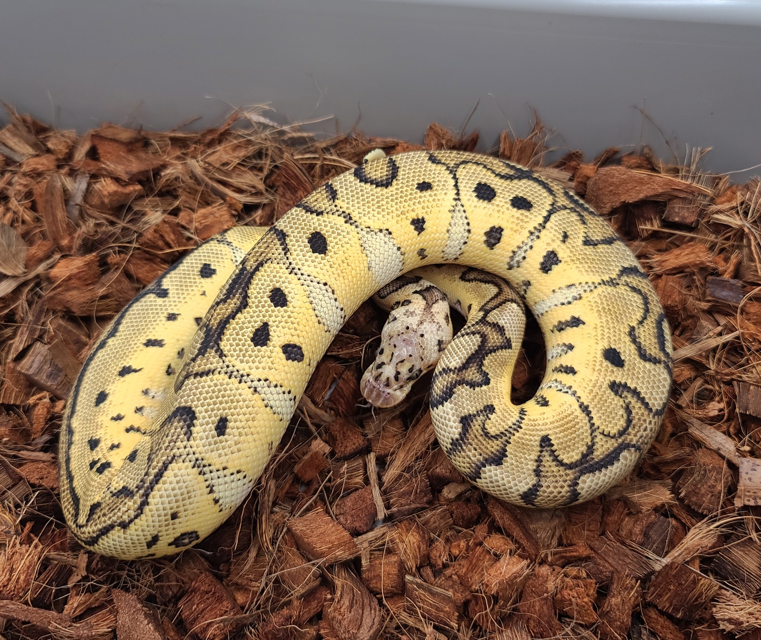 Pastel Clown Ball Python by Bobs Balls - MorphMarket