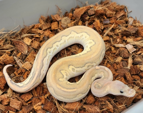 Cypress Mojave Fire Clown Ball Python by Bobs Balls