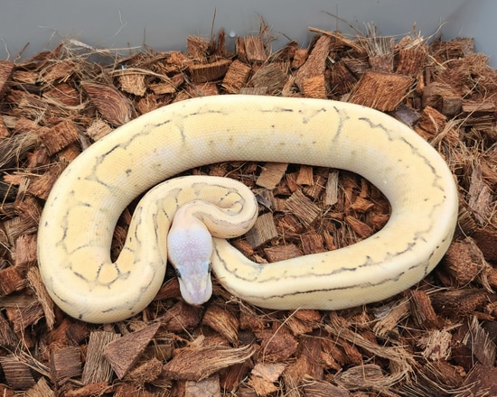 Lemonblast Calico Yb Desert Ghost Ball Python by Bobs Balls