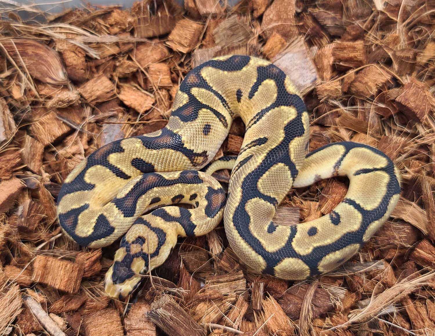 Spotnose Enchi Clown Het Dg Ball Python by Bobs Balls - MorphMarket